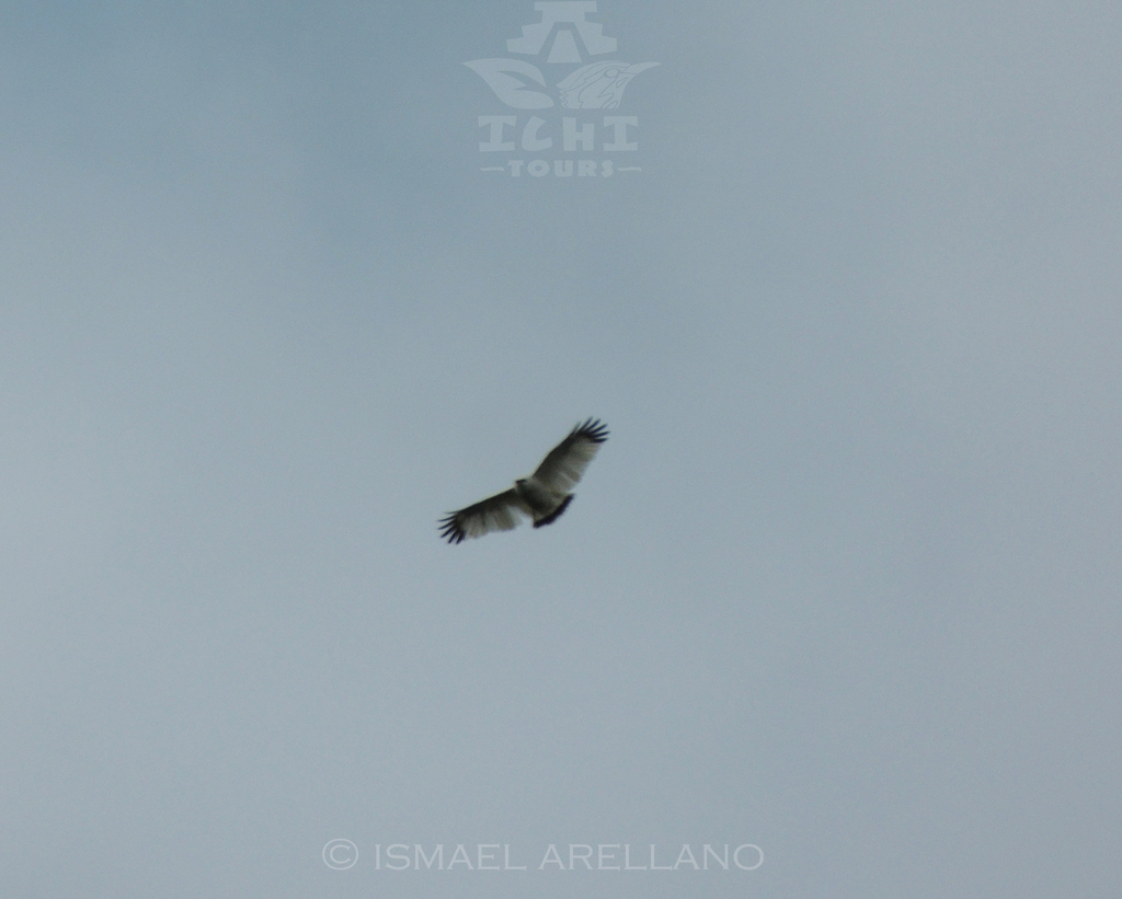 White Hawk from Calakmul, Camp., México on February 24, 2018 at 10:43 ...