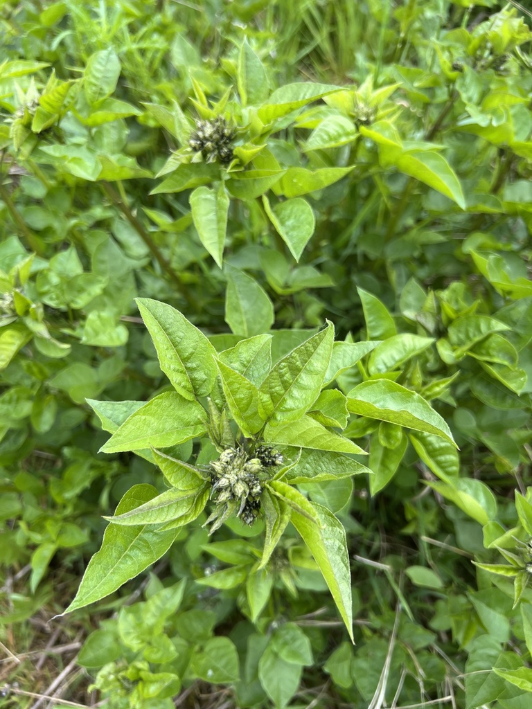 forest scurfpea from 309th Ave NE, Duvall, WA, US on May 27, 2024 at 01 ...