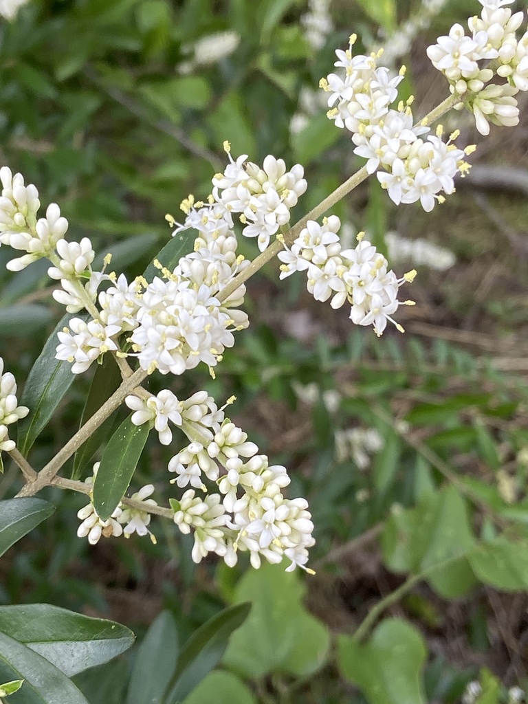 Quihoui privet from David Fort Rd, Argyle, TX, US on May 28, 2024 at 04 ...