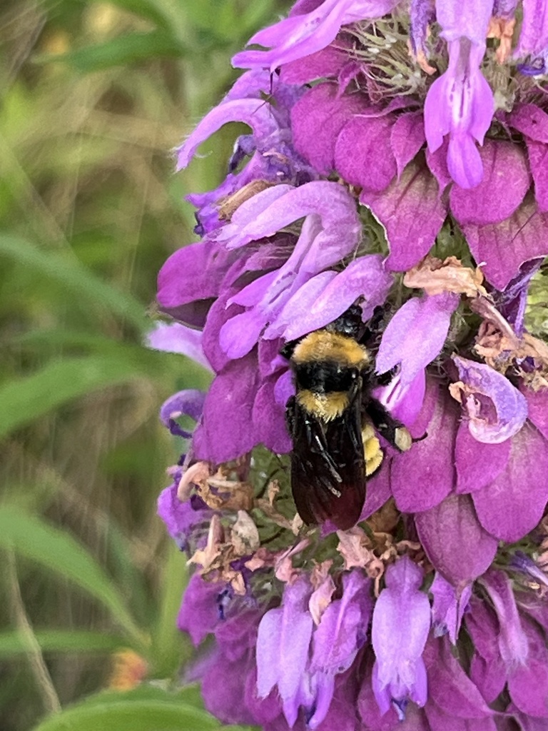 Sonoran Bumble Bee from Burnet, TX, US on May 28, 2024 at 05:53 PM by ...