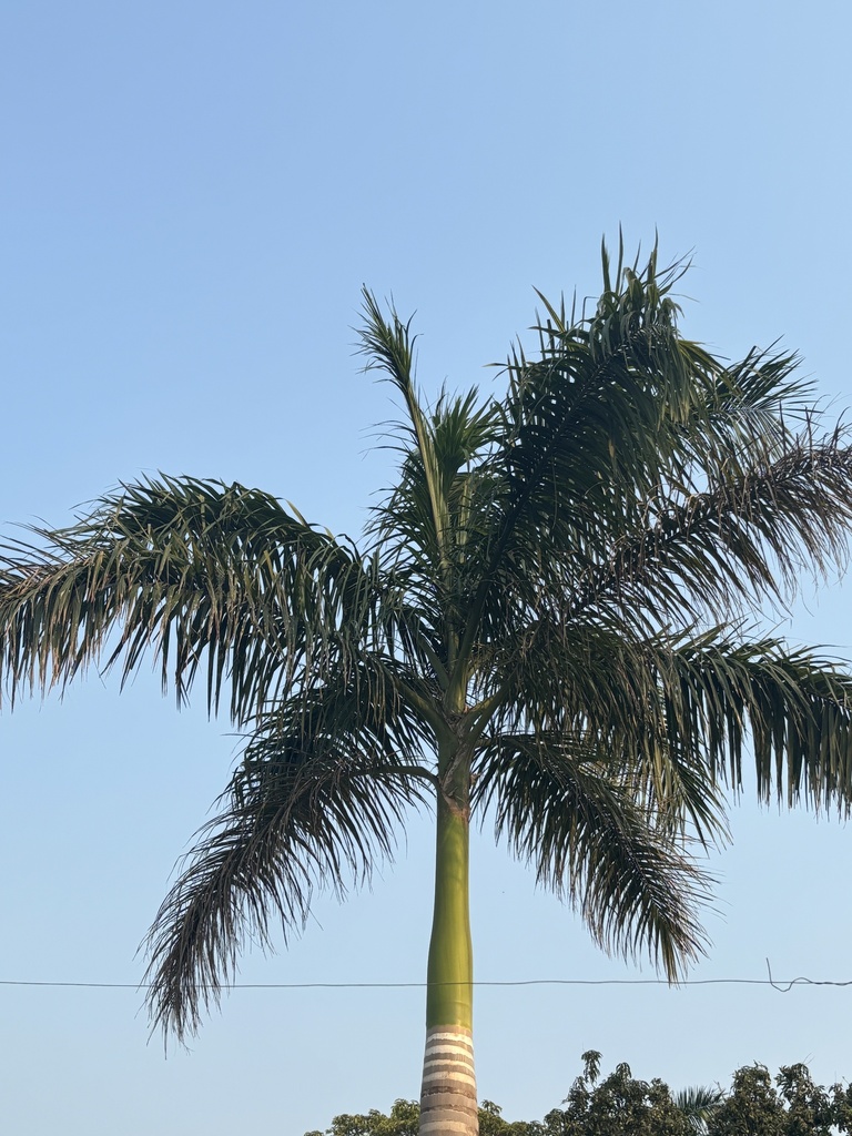 Royal Palm from San Simón, Tab., MX on May 28, 2024 at 05:14 PM by ...