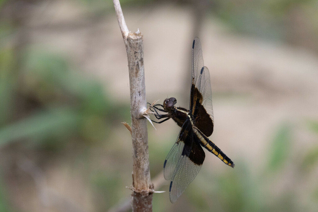 Widow Skimmer from Elwell Ferry Ramp, 2700 Elwell Ferry Rd, Kelly, NC ...