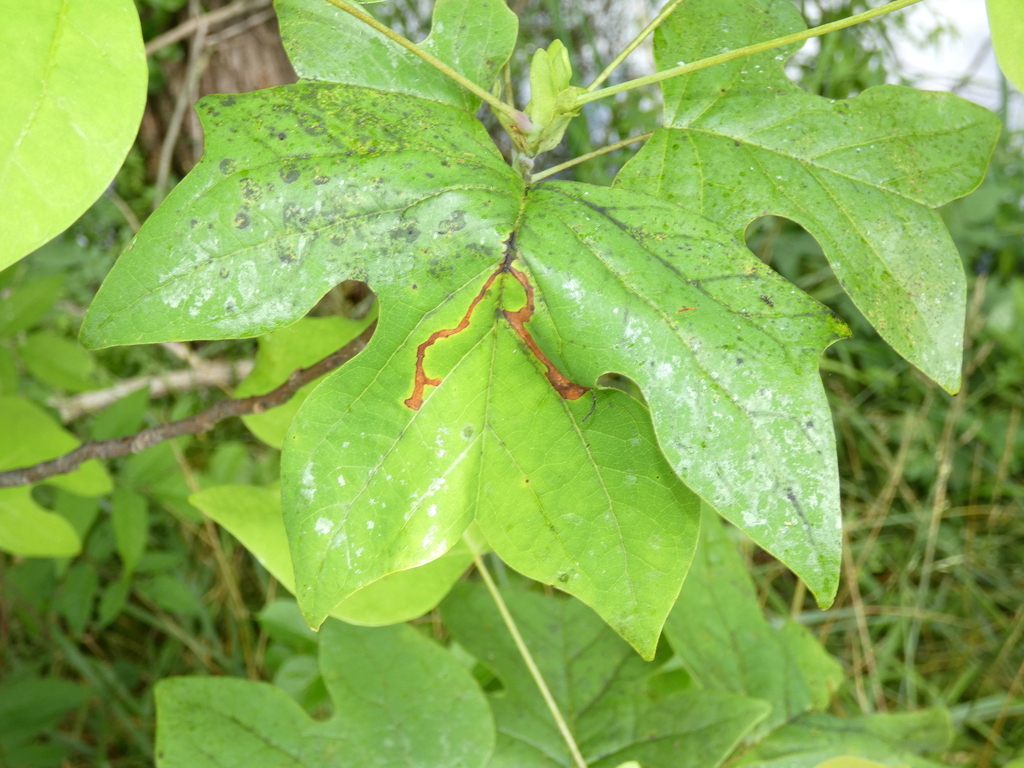 Winged and Once-winged Insects from Fairfax County, VA, USA on May 28 ...