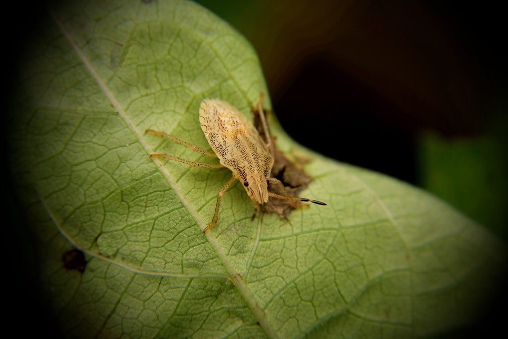 Stink Bugs from Ibagué, Tolima, Colombia on May 22, 2024 at 07:42 AM by ...