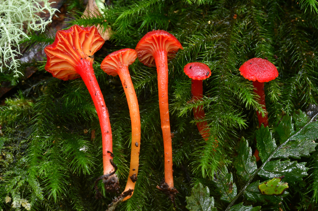 Hygrocybe subsect. Squamulosae from Rotorua, NZ-BP, NZ on May 13, 2019 ...