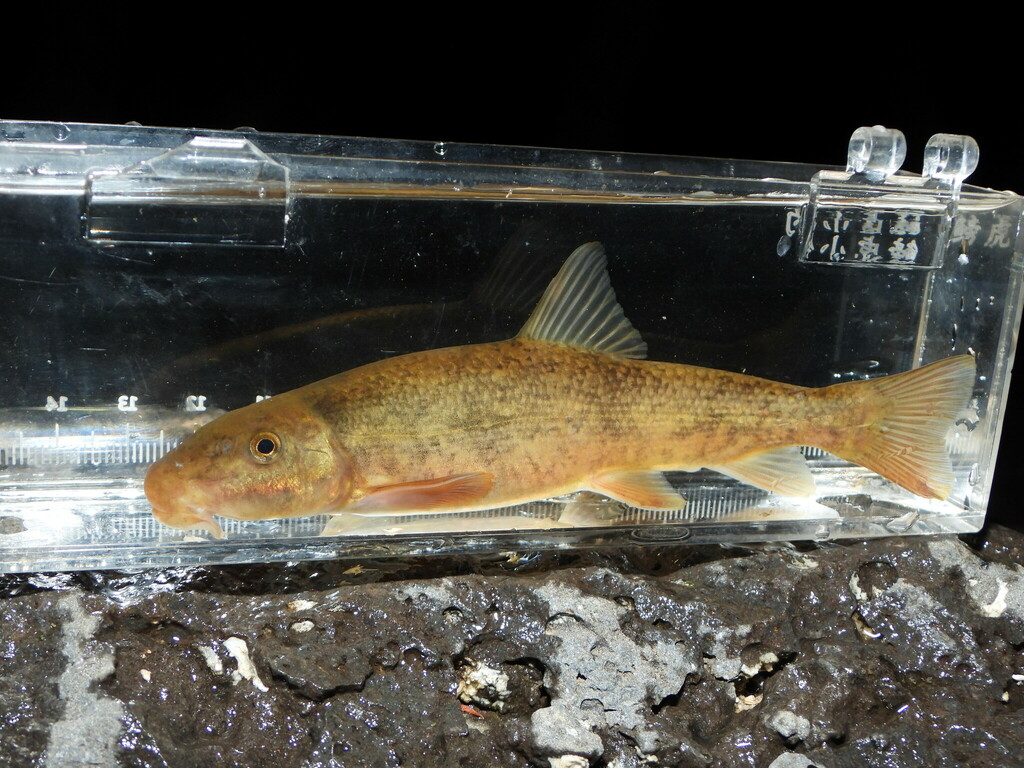 Desert Sucker in May 2024 by Yinan Li · iNaturalist