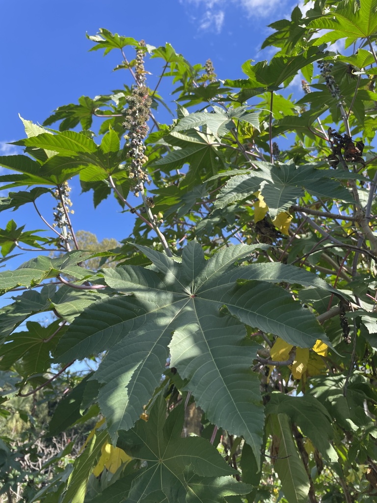 castor bean from Gayndah Golf Club, Gayndah, QLD, AU on May 29, 2024 at ...