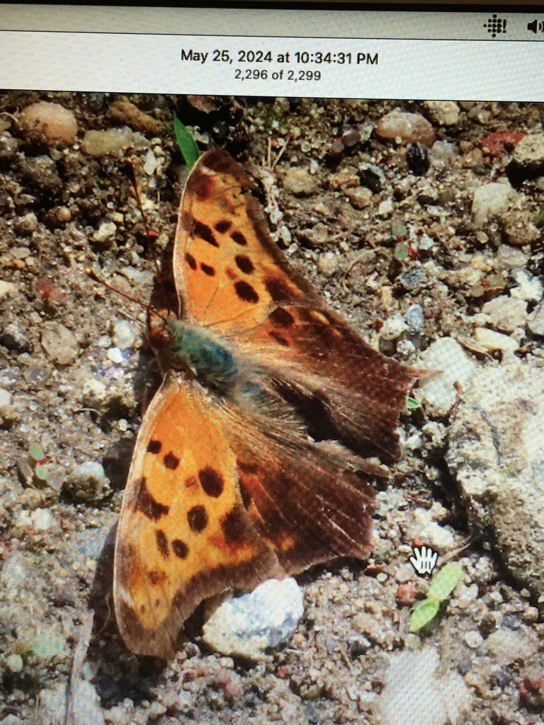 Question Mark from Cape Island, Cape May, NJ, US on May 26, 2024 at 12: ...