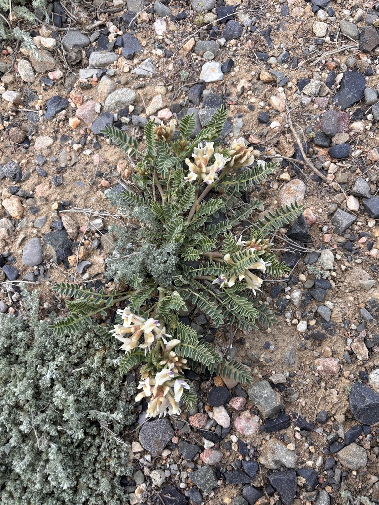 Ground-plum from Arapaho National Wildlife Refuge, Walden, CO, US on ...
