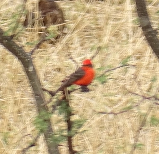 Vermilion Flycatcher from Libramiento cerró pelon, 51160 Zacazonapan ...