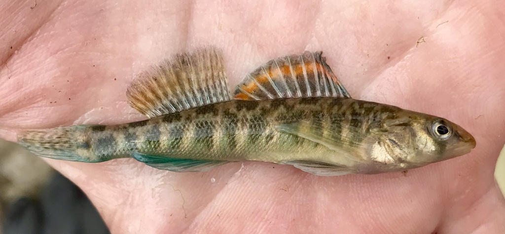 Darters from S Commercial St, Emporia, KS, US on May 1, 2018 at 04:44 ...