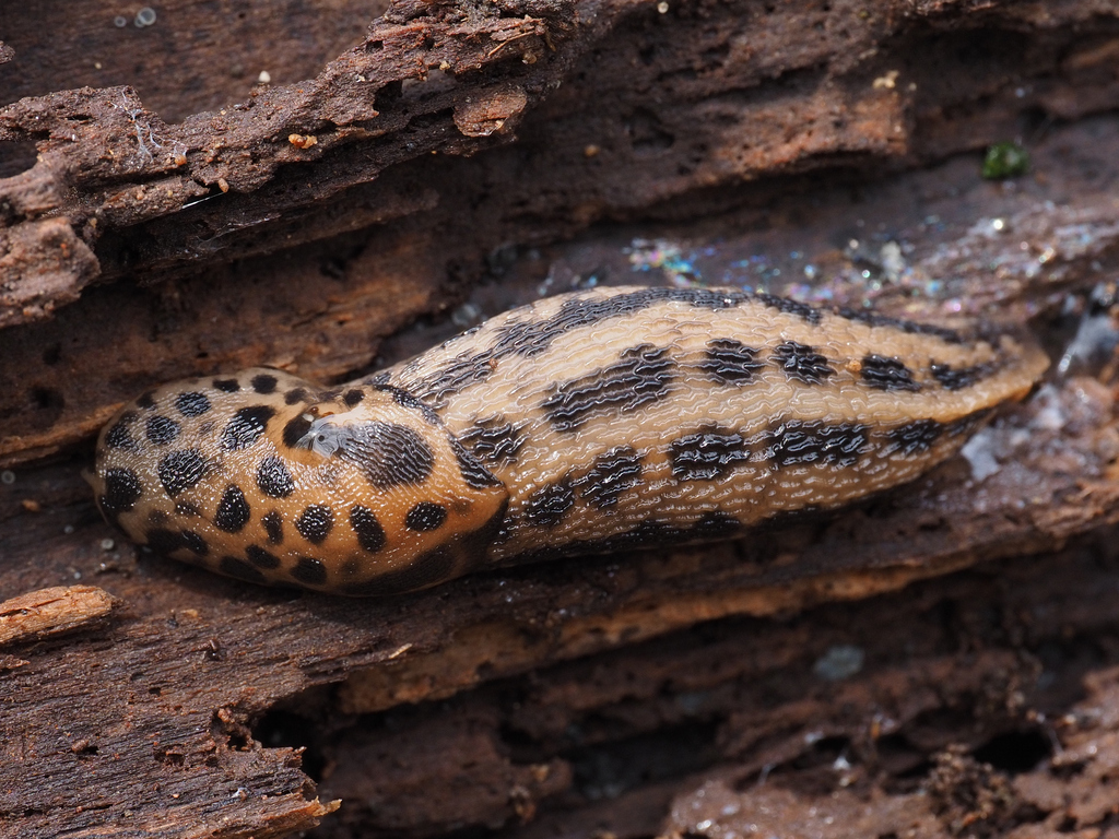 Leopard Slug from Richmond, New York, United States on April 14, 2024 ...