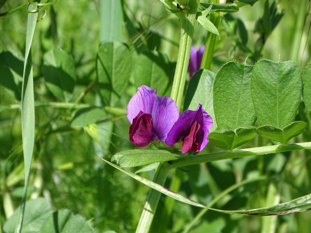 Common Pea from San Mateo County, CA, USA on April 21, 2024 at 10:26 AM ...