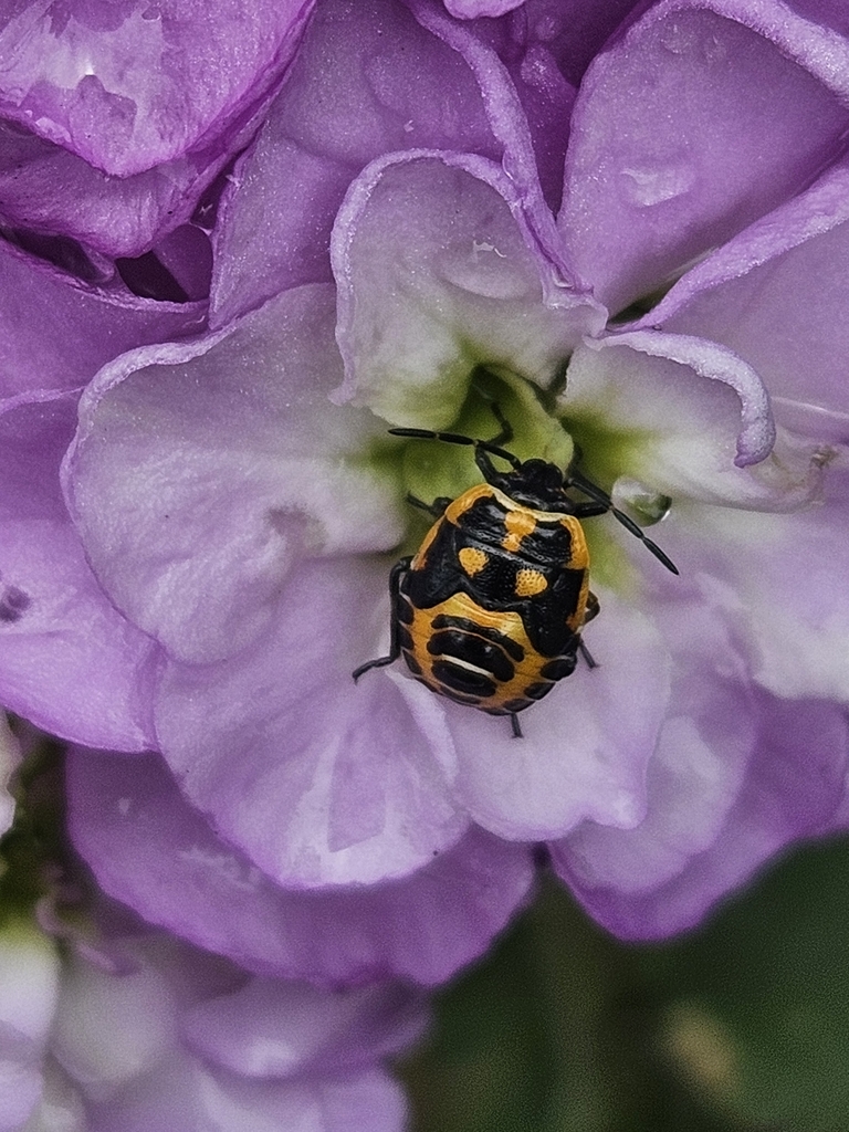 Cabbage Bugs, Caper Bugs and Allies from Toyosu on May 28, 2024 at 10: ...