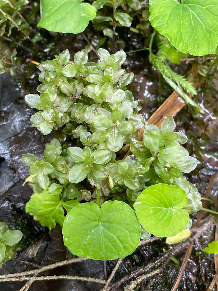 Appalachian penny moss from Garrett County, MD, USA on May 25, 2024 at ...