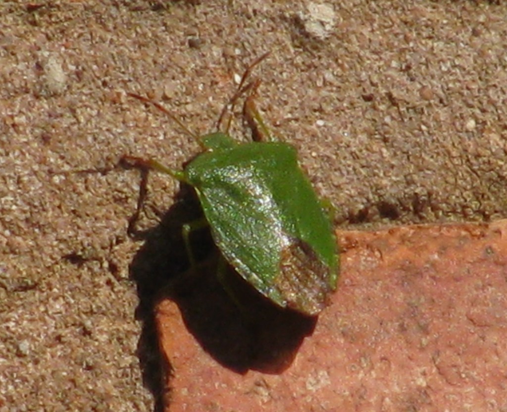 Green Shield Bug from Stoneygate, Leicester LE2, UK on May 13, 2019 at ...
