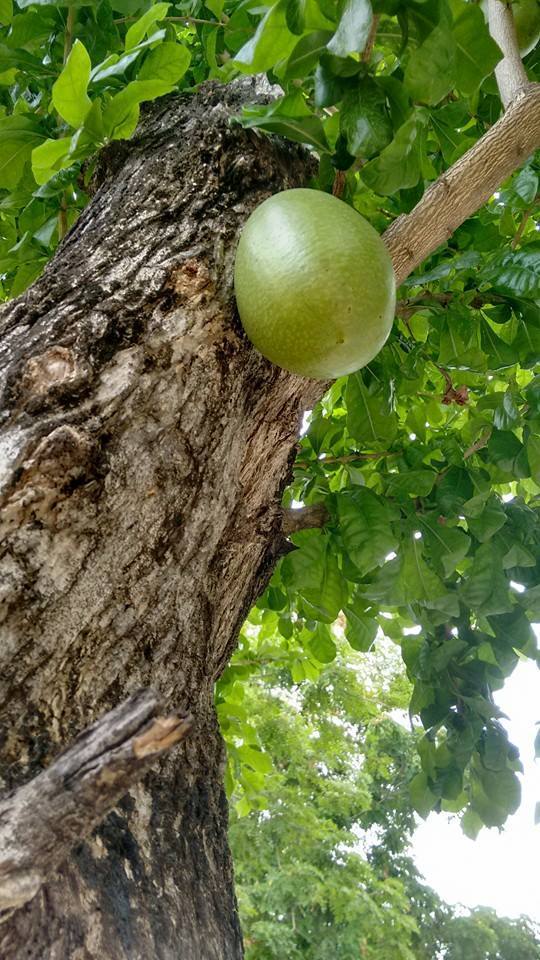 Tecomate (Plantas de Villavicencio) · NaturaLista Colombia