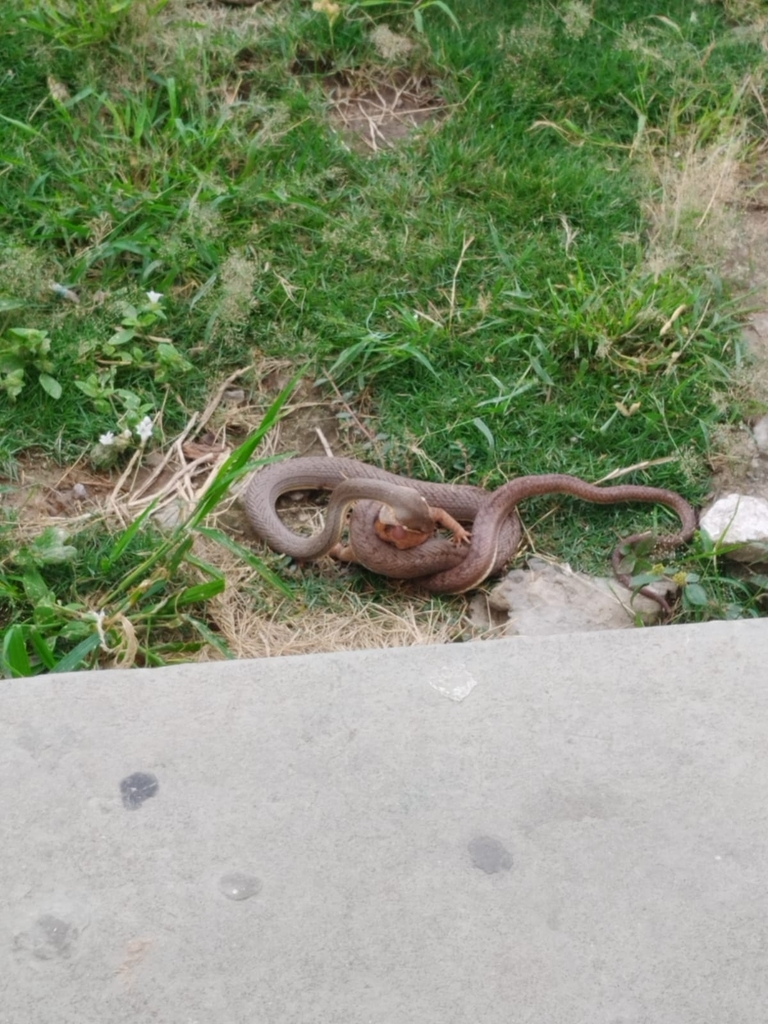 Paraguay Green Racer from Zona Militar, Petrolina - PE, Brazil on May ...