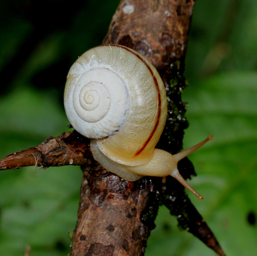 Chloritis propinqua · iNaturalist