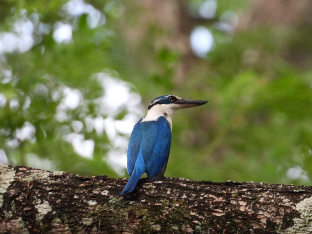 Collared Kingfisher from Singapore Island, Singapore, SG, SG on May 29 ...