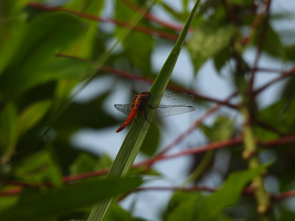 Orange Skimmer from Jl. Cipendawa Blok S, Cipayung Girang, Kec ...