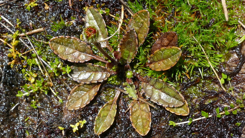 Brachyglottis traversii in December 2018 by Rowan Hindmarsh-Walls ...