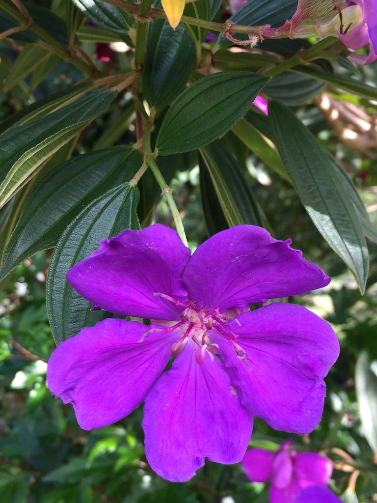 glory bushes and allies from Coomba Park NSW 2428, Australia on April ...