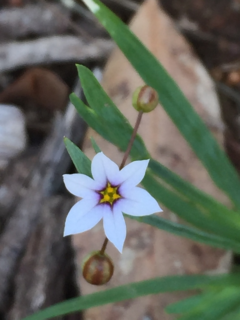 Blue Pigroot from Coomba Park NSW 2428, Australia on October 17, 2019 ...