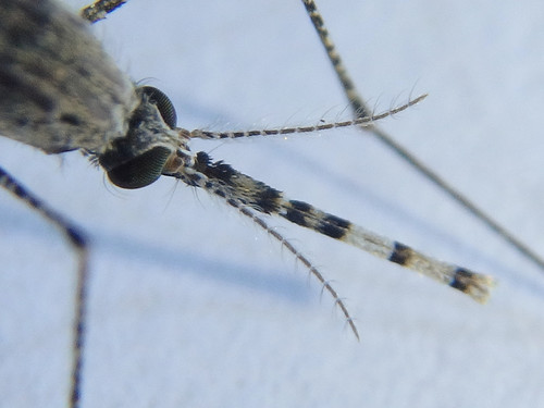 Subgenus Cellia · iNaturalist United Kingdom