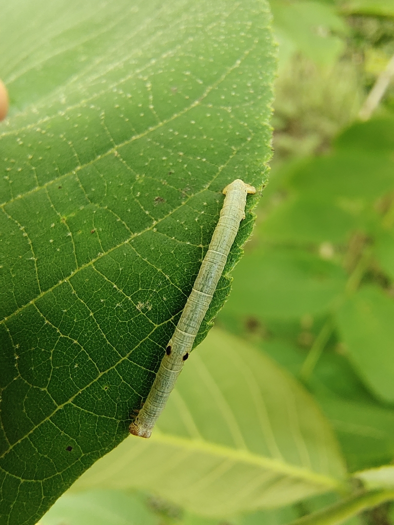 Citrus Looper from Yichun, CN-JX, CN on May 29, 2024 at 11:36 AM by ...