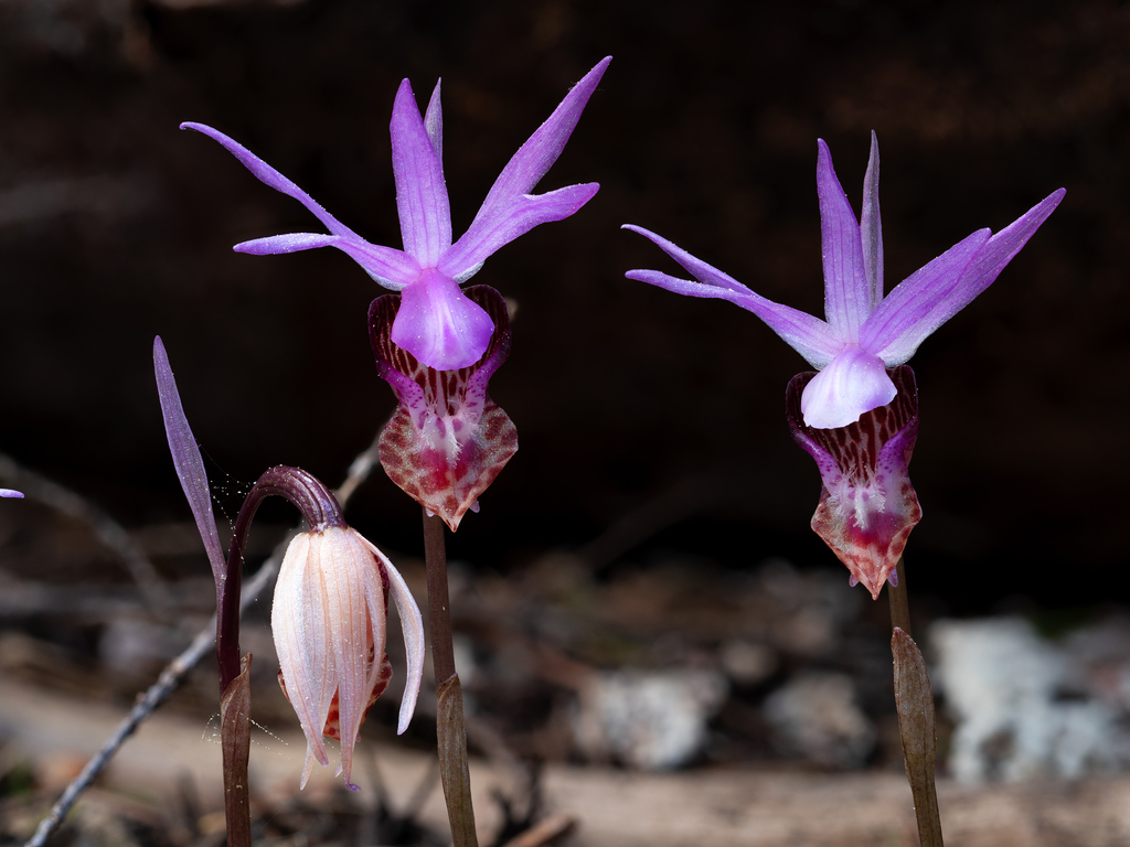 Western Fairy-slipper from Wasco County, OR, USA on May 17, 2024 at 10: ...