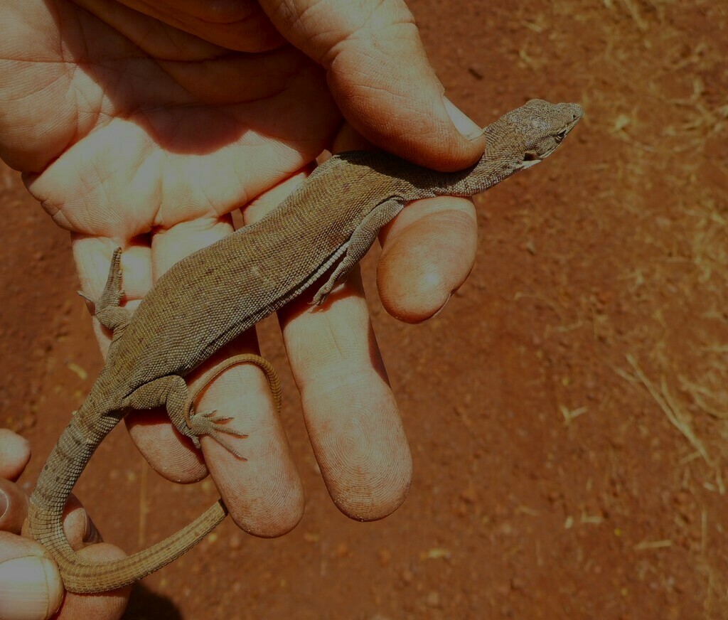 Stripe-tailed Monitor from Mount Sheila WA 6751, Australia on November ...