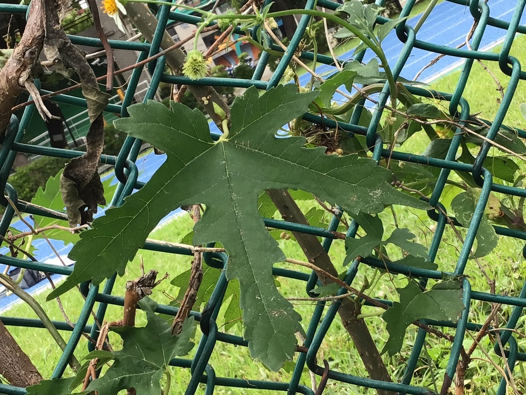 Korean mulberry from 臺灣島, 板橋區, NWT, TW on May 29, 2024 at 01:30 PM by ...