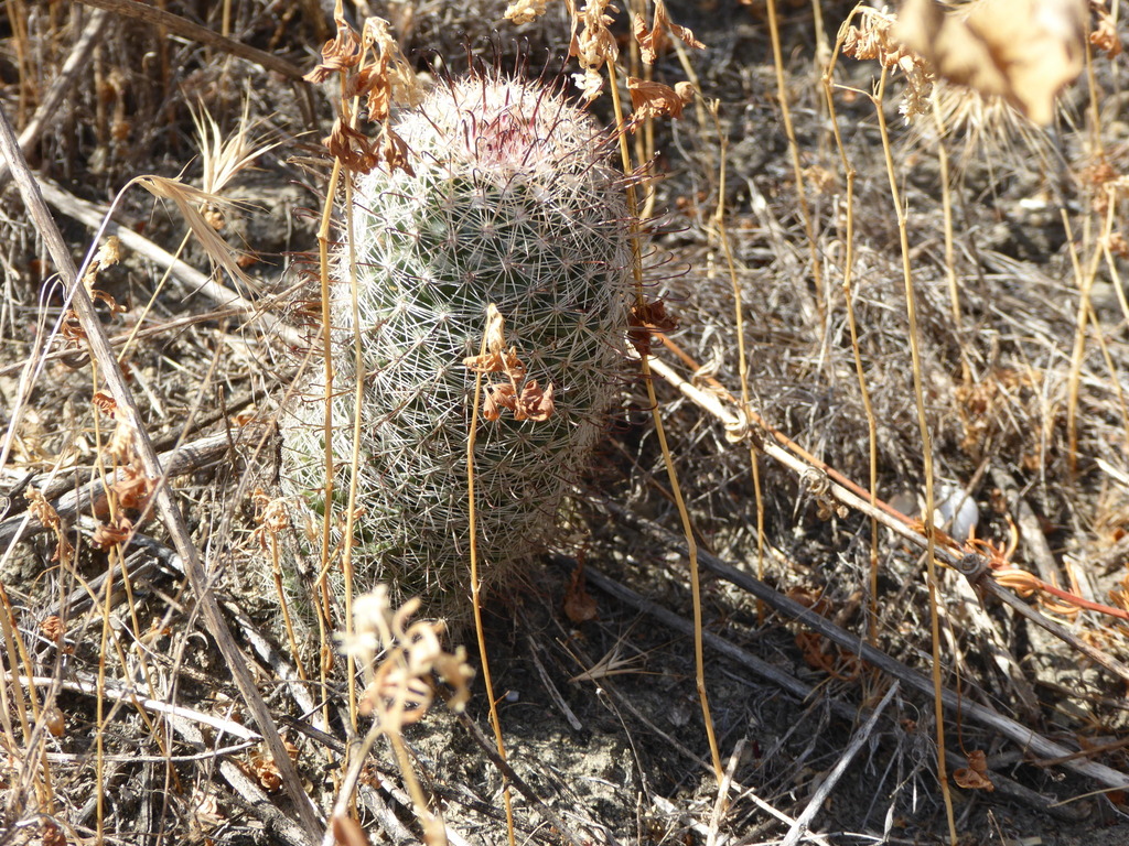 Peninsular fishhook cactus from Terra Nova, Chula Vista, CA 91910, USA ...