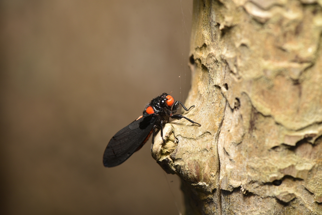Black and scarlet cicada from 953台灣台東縣延平鄉鸞山村 on May 26, 2024 at 10:25 ...