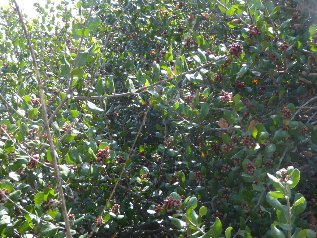 lemonade berry from Chula Vista, CA, USA on May 28, 2024 at 03:20 PM by ...