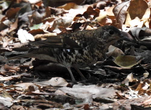 Australian Russet-tailed Thrush (Subspecies Zoothera heinei heinei ...