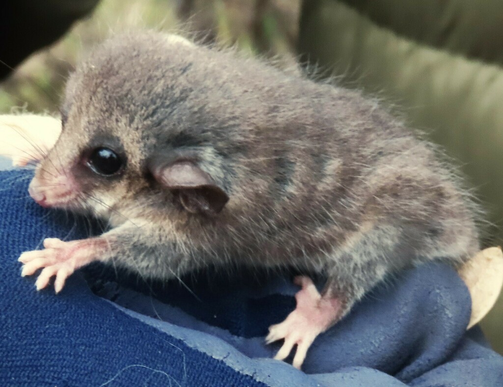 Eastern Pygmy Possum in May 2024 by Chris Jonkers. Female. Weight 14 ...