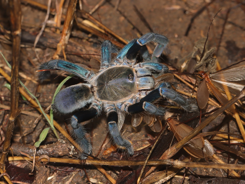 Cobalt Blue Tarantula from Song Phi Nong, Kaeng Krachan District ...