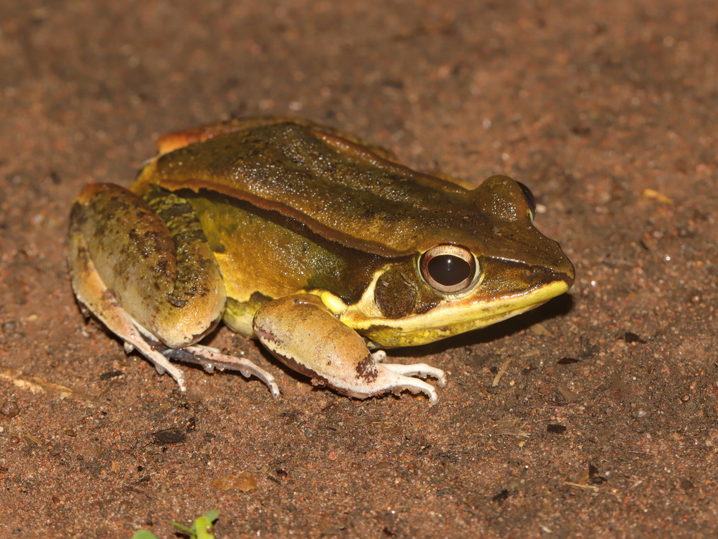 Kokarit Frog from Song Phi Nong, Kaeng Krachan District, Phetchaburi ...