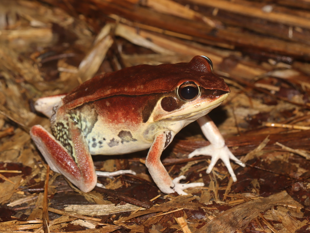 Kokarit Frog from Song Phi Nong, Kaeng Krachan District, Phetchaburi ...