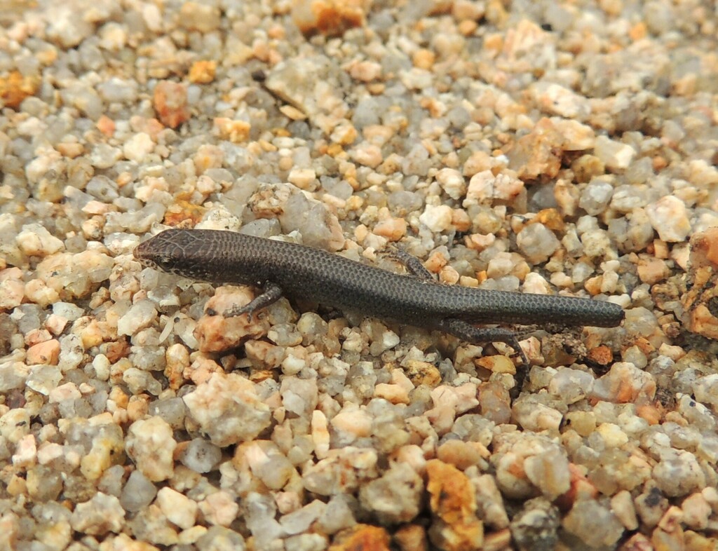 Tree-base Litter Skink from Bowen QLD 4805, Australia on May 29, 2024 ...