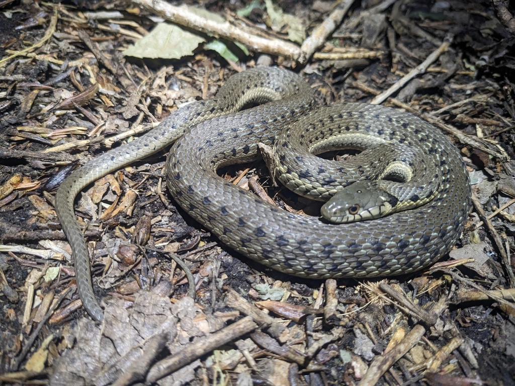 Two-striped Garter Snake in May 2024 by Alexander Gregory Mason ...