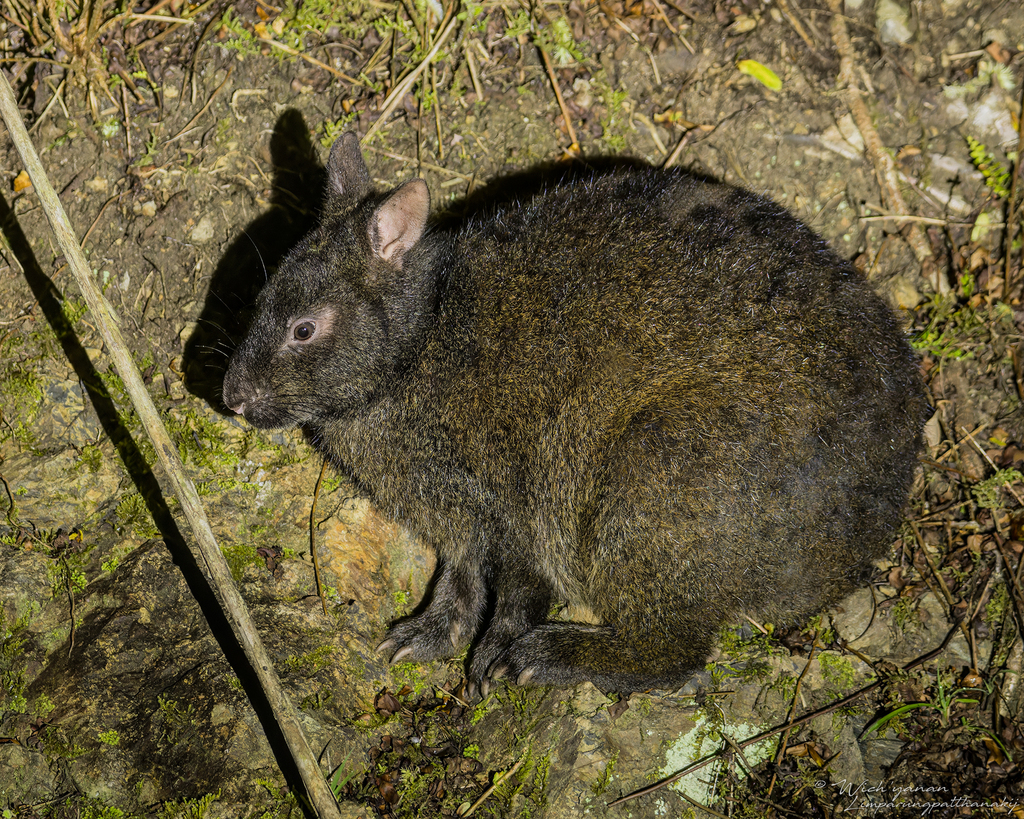 Hares and Rabbits (Leporidae) - Know Your Mammals