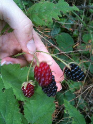 trailing blackberry from Mount Tabor Park, Portland, Oregon, US on June ...