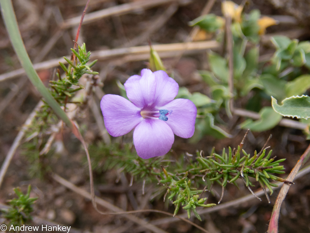 Barleria pungens in May 2024 by Andrew Hankey · iNaturalist