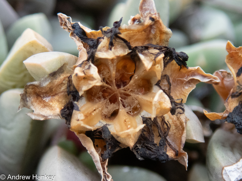 Coega Hardfig in May 2024 by Andrew Hankey · iNaturalist