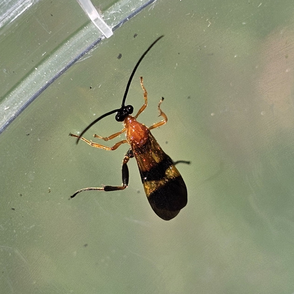 Ichneumonid and Braconid Wasps from South West Rocks NSW 2431 ...