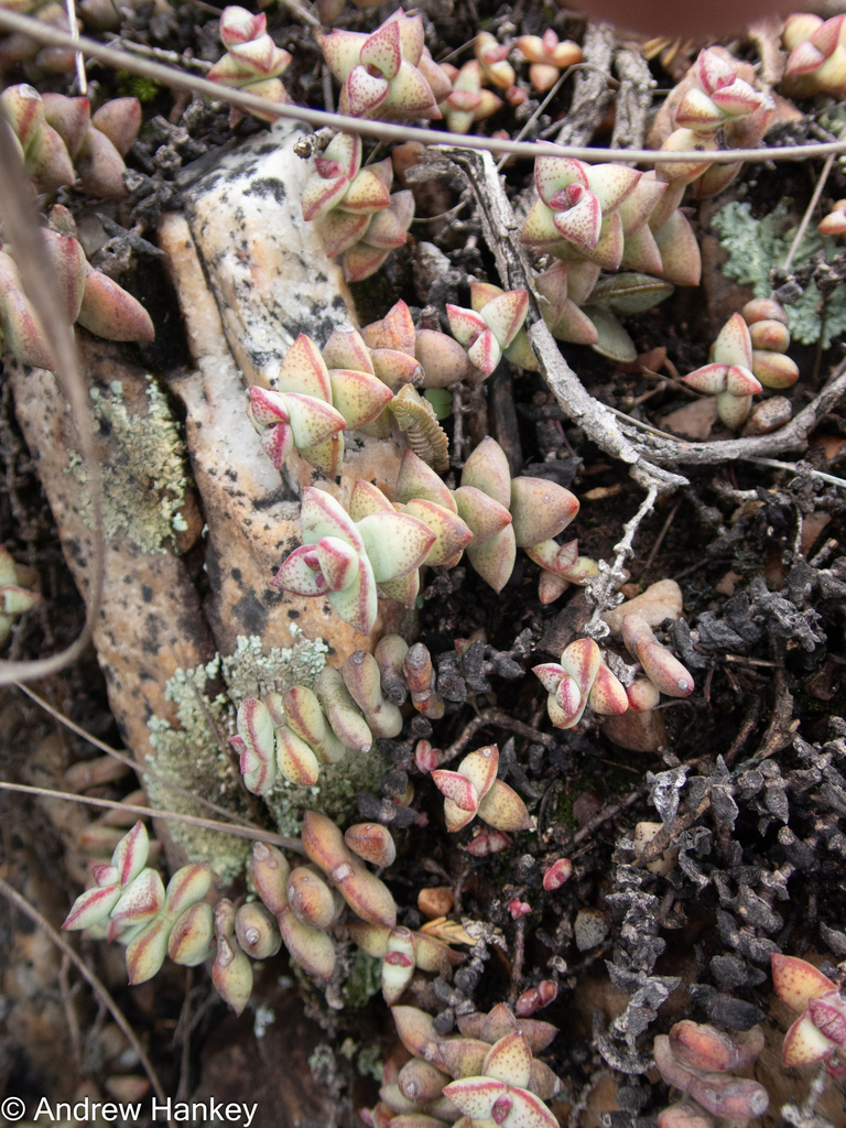 Kebab Bush from Uitenhage Farms, Gqeberha, South Africa on May 25, 2024 ...