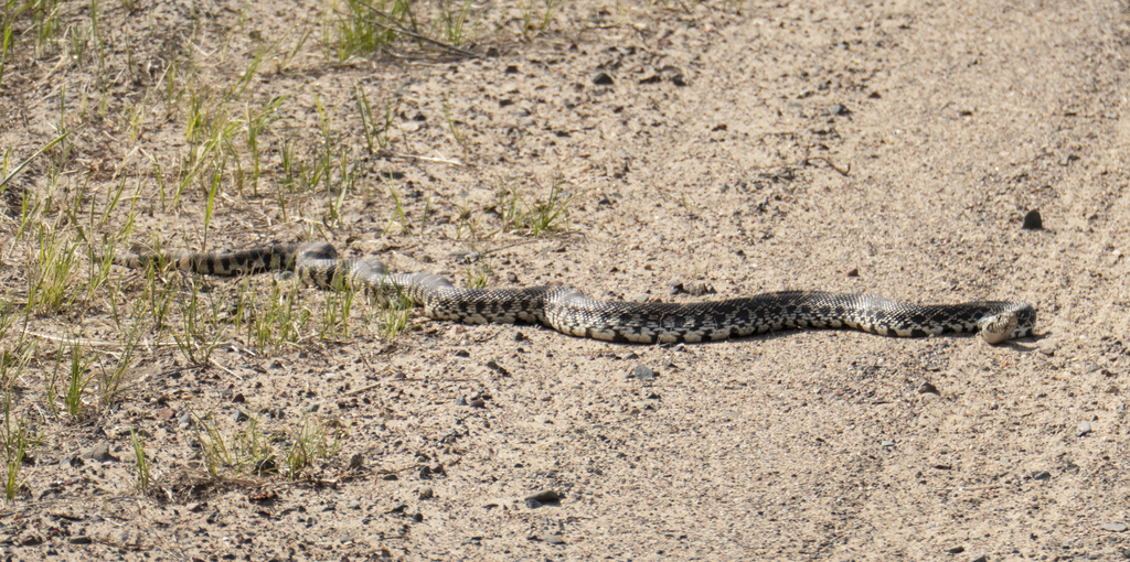Bullsnake in May 2019 by refugerover. See of the head photo for Gopher ...